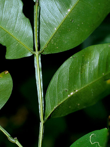Swartzia simplex | Live Plant Photos | The Field Museum