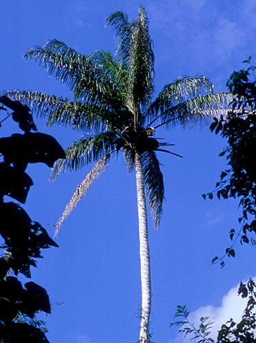 Attalea maripa | Fotos de Campo | The Field Museum