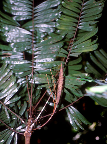 Bactris | Live Plant Photos | The Field Museum