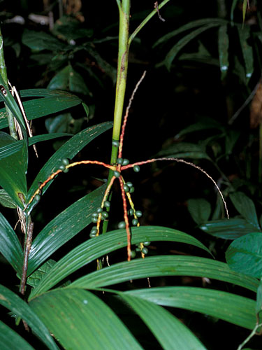 Chamaedorea pinnatifrons | Live Plant Photos | The Field Museum