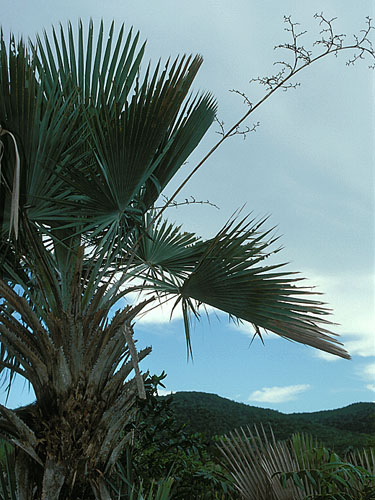 Copernicia hospita | Live Plant Photos | The Field Museum