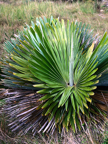Copernicia macroglossa | Fotos de Campo | The Field Museum