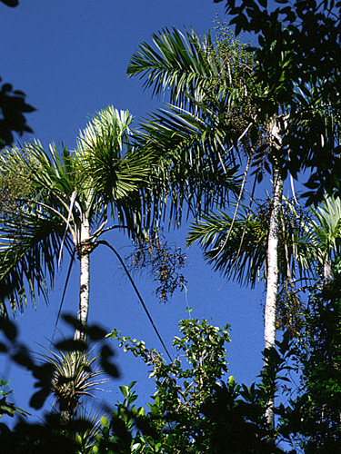 Gaussia princeps | Fotos de Campo | The Field Museum