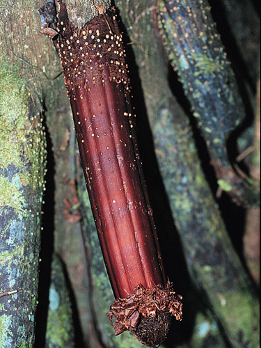 Iriartea deltoidea | Live Plant Photos | The Field Museum