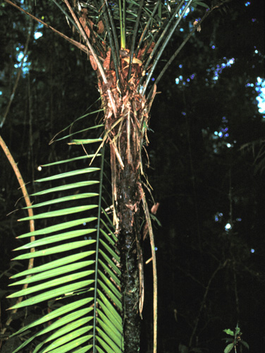 Phytelephas tenuicaulis | Live Plant Photos | The Field Museum