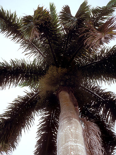 Roystonea regia | Fotos de Campo | The Field Museum