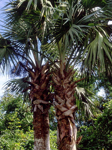 Sabal maritima | Live Plant Photos | The Field Museum