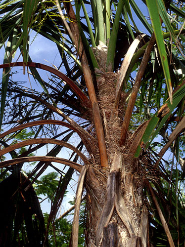 Thrinax radiata | Fotos de Campo | The Field Museum