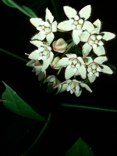 Sarcostemma clausum | Fotos de Campo | The Field Museum