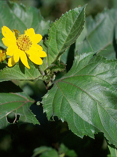 Aspilia latissima | Fotos de Campo | The Field Museum