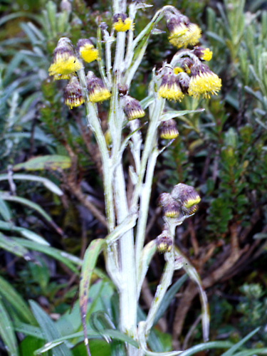 Senecio tephrosioides | Fotos de Campo | The Field Museum