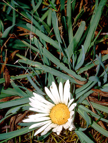 Werneria nubigena | Live Plant Photos | The Field Museum