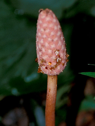 Helosis cayanensis | Fotos de Campo | The Field Museum