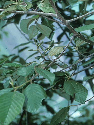 Alnus acuminata | Live Plant Photos | The Field Museum