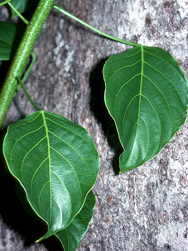 Huberodendron swietenioides | Fotos de Campo | The Field Museum