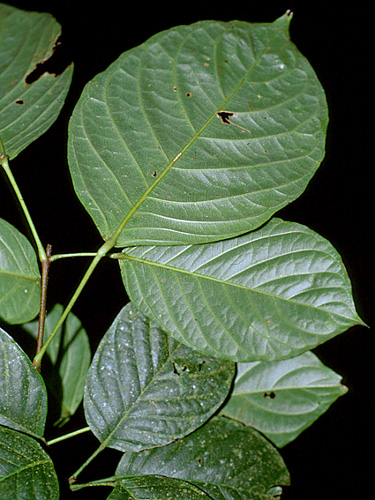 Huberodendron swietenioides | Fotos de Campo | The Field Museum