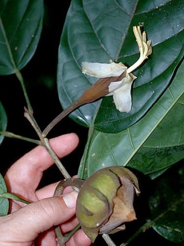 Matisia longiflora | Live Plant Photos | The Field Museum