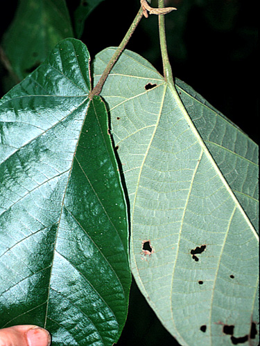 Matisia obliquifolia | Live Plant Photos | The Field Museum