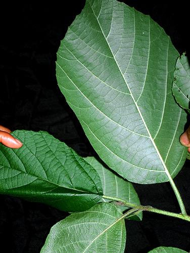Cordia dodecandra | Fotos de Campo | The Field Museum