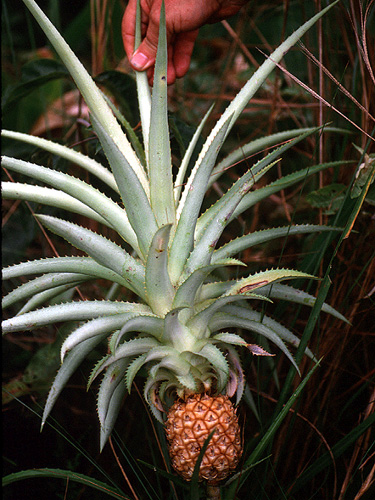 Ananas | Fotos de Campo | The Field Museum