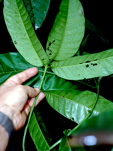 Dacryodes olivifera | Live Plant Photos | The Field Museum