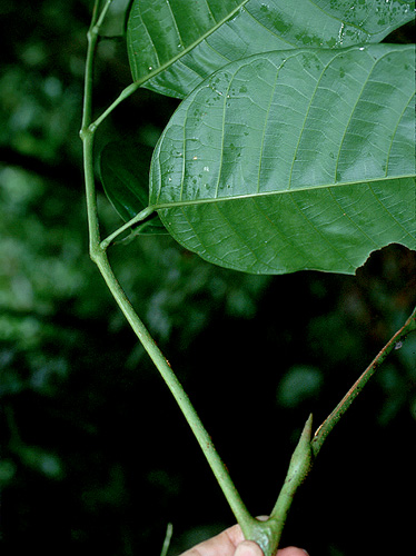Protium nodulosum | Fotos de Campo | The Field Museum