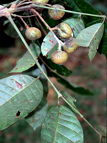 Protium nodulosum | Live Plant Photos | The Field Museum