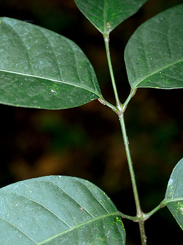 Protium panamense | Fotos de Campo | The Field Museum
