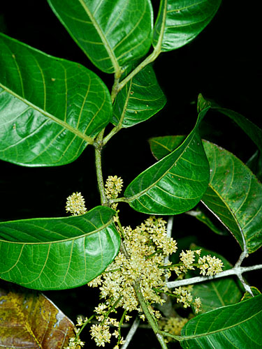 Protium panamense | Fotos de Campo | The Field Museum