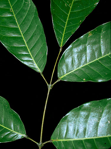 Protium tenuifolium | Fotos de Campo | The Field Museum