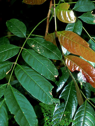 Tetragastris panamensis | Live Plant Photos | The Field Museum