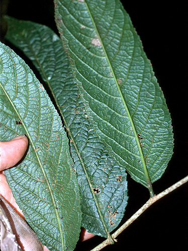 Perrottetia distichophylla | Fotos de Campo | The Field Museum