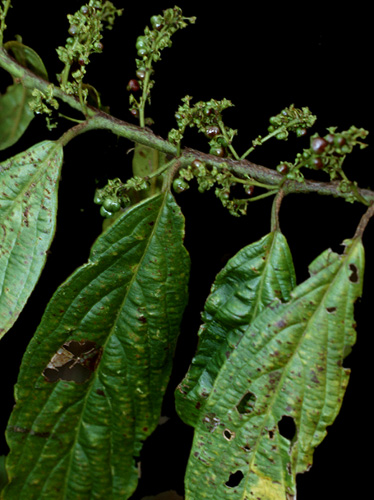 Perrottetia | Fotos de Campo | The Field Museum