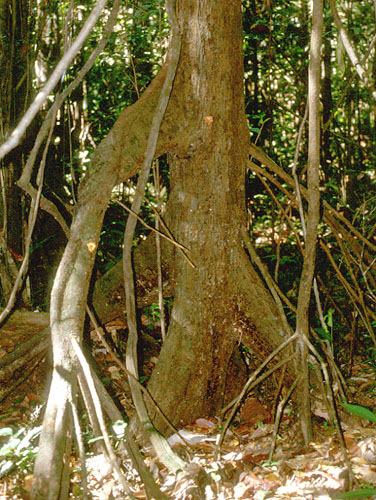 Symphonia globulifera | Fotos de Campo | The Field Museum