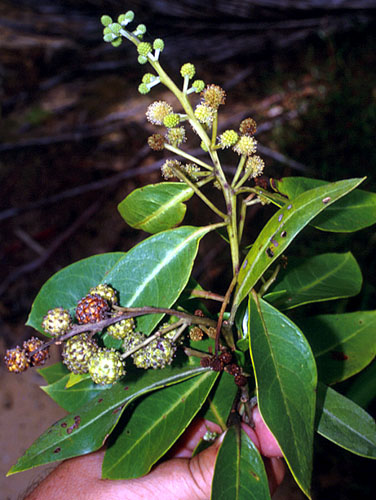 Conocarpus erectus | Fotos de Campo | The Field Museum