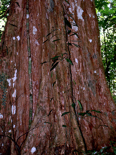 Terminalia oblonga | Fotos de Campo | The Field Museum