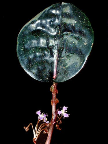 Geogenanthus ciliatus | Fotos de Campo | The Field Museum