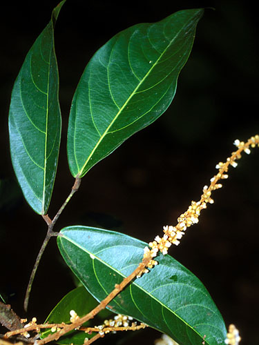 Connarus panamensis | Live Plant Photos | The Field Museum