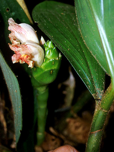 Costus amazonicus | Live Plant Photos | The Field Museum
