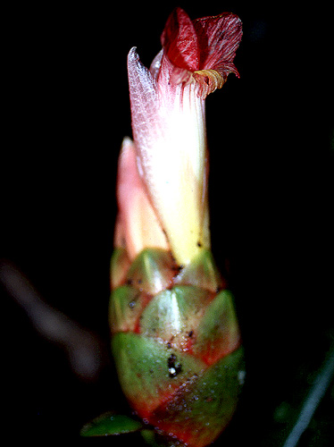 Costus amazonicus | Fotos de Campo | The Field Museum
