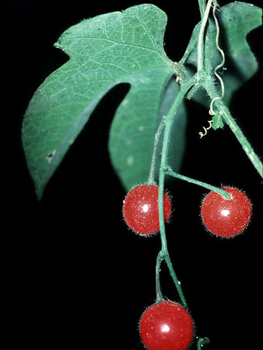 Cayaponia | Live Plant Photos | The Field Museum