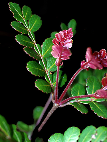 Weinmannia | Fotos de Campo | The Field Museum