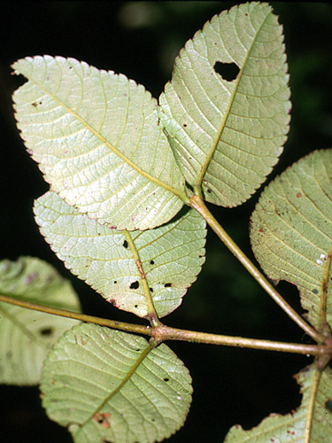Weinmannia | Live Plant Photos | The Field Museum