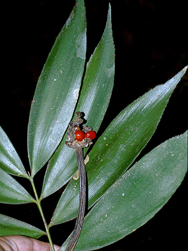 Zamia | Fotos de Campo | The Field Museum
