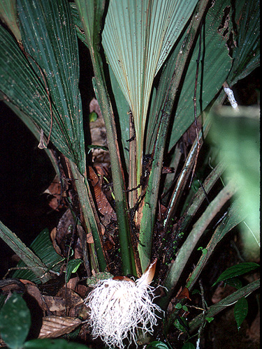 Asplundia | Fotos de Campo | The Field Museum