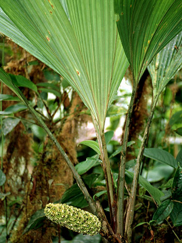 Asplundia | Fotos de Campo | The Field Museum