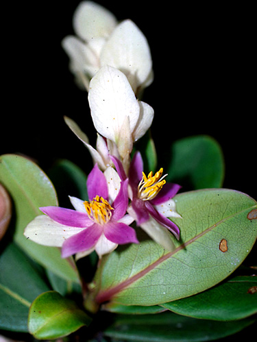 Purdiaea nutans | Live Plant Photos | The Field Museum