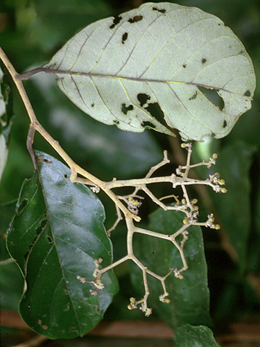 Dichapetalum | Live Plant Photos | The Field Museum