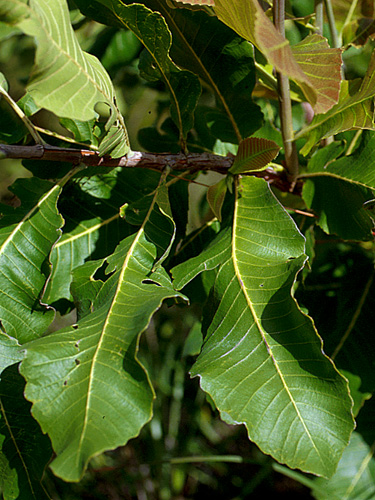 Curatella americana | Live Plant Photos | The Field Museum