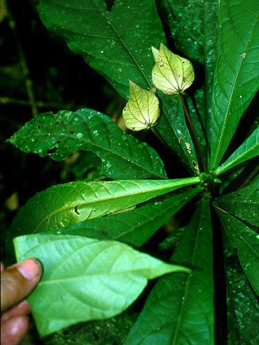 Dalechampia | Live Plant Photos | The Field Museum